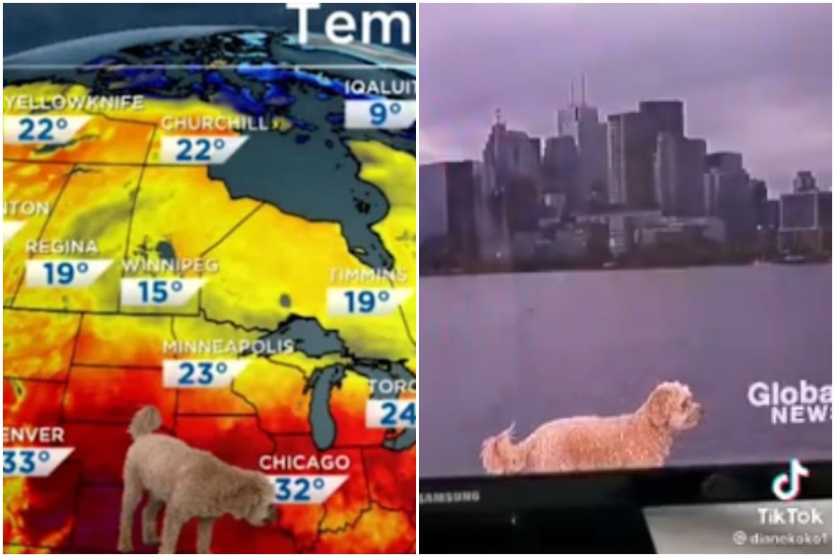 Viral Video: Dog Adorably Interrupts Live Weather Forecast, Netizens ...