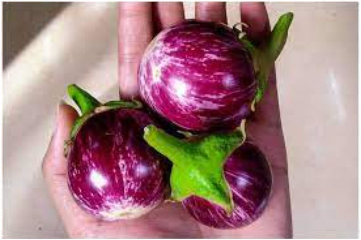 Baigan Ke Nuksan: ये लोग तो भूलकर भी ना करें बैंगन का सेवन, बिगड़ सकती ...