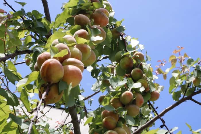 UNBELIEVABLE! This Single Tree Grows 40 Different Kinds of Fruits ...