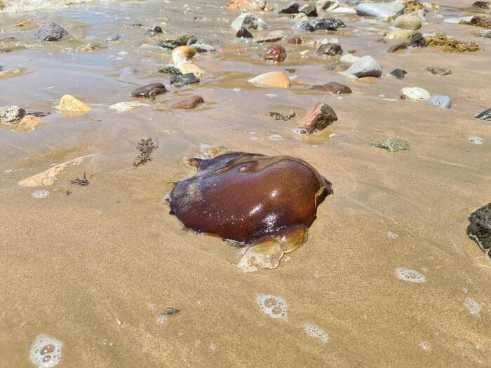 Mysterious Brown Creature Surfaces on Australian Beach, People Guess ...