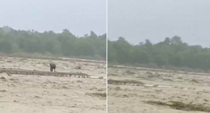 Viral Video: Elephant Stranded on Island in Raging Gaula River in ...