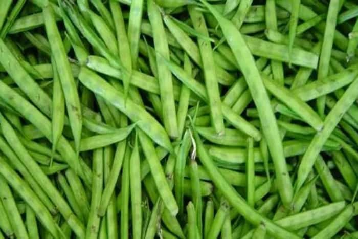 Gavar shenga che fayde: वजन कमी करण्यापासून ते बद्धकोष्ठतेसाठी उपयुक्त ...