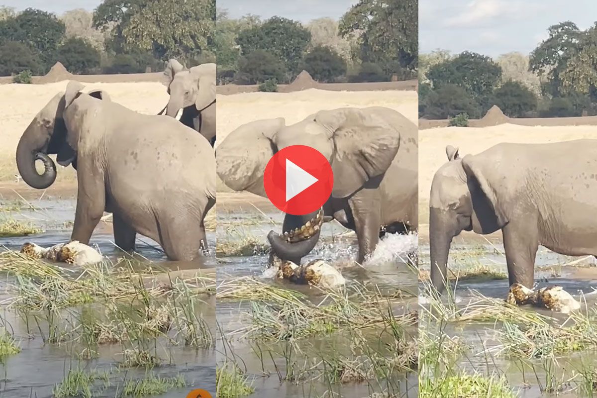 Hathi Magarmachchh Ki Fight: हाथी से भिड़ने की गलती कर बैठा मगरमच्छ ...