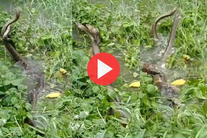 Naag Naagin Dance: Snakes Twirl Around Each Other in Water, Video Goes ...