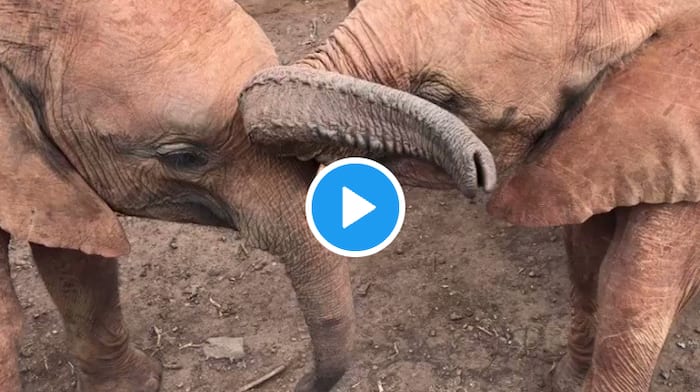 Ever Seen Elephants Kissing Each Other? This Super Sweet Video Will Make You Go Aww | Watch