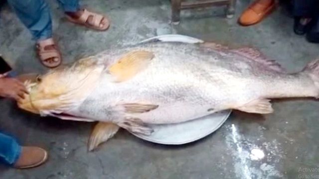 Giant 75 Kg Telia Bhola Fish Caught in Sunderbans, Sold For Over Rs 36 Lakh