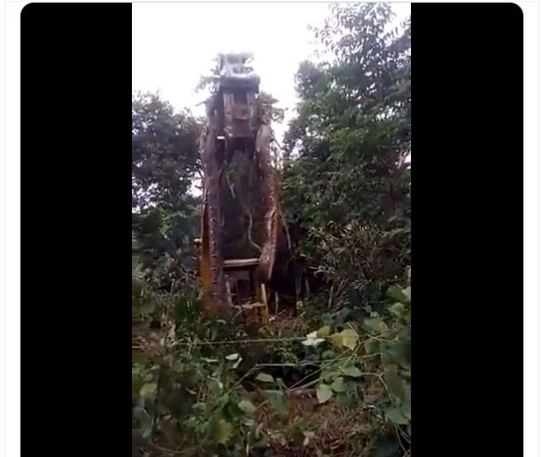 Viral Video: Huge Snake is Lifted by Crane, Video Will Give You ...