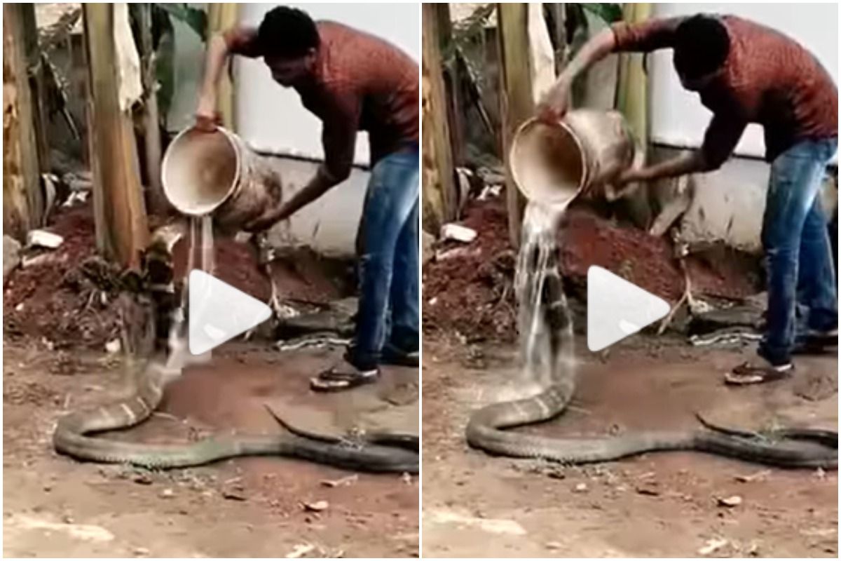 Viral Video: Man Gives Bath & Feeds Water to Thirsty Cobra, His ...