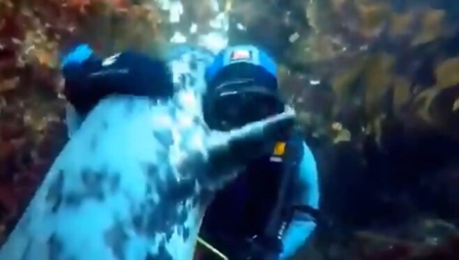 Viral Video: Friendly Seal Hugs a Scuba Diver in North Sea, Adorable ...