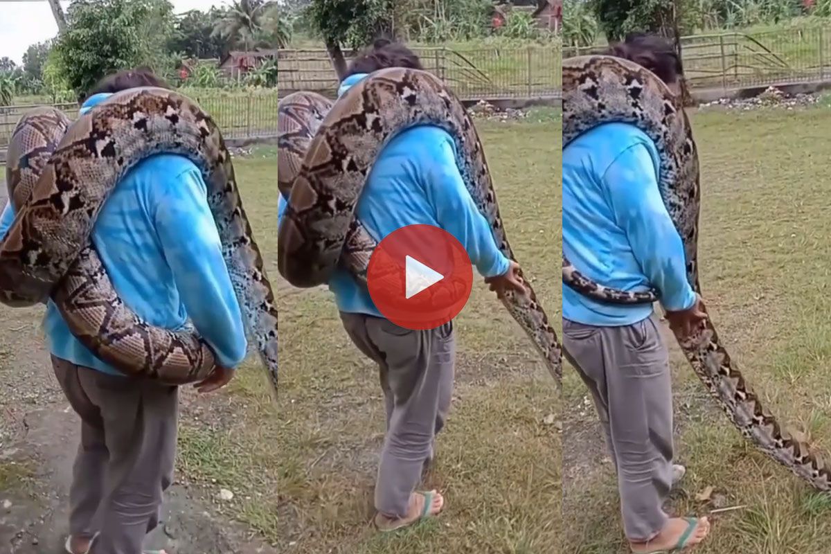 Python Video: ...अन् 15 फूट लांबीच्या अजगराला खांद्यावर बसवून तो फिरवू ...