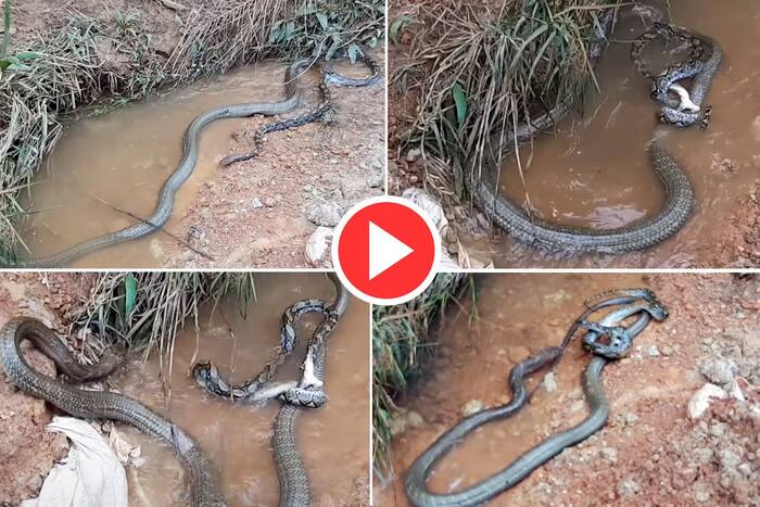 Viral Video: King Cobra and Python Fight Aggressively in Water. Watch ...