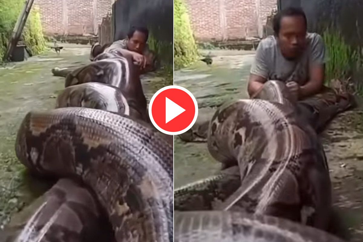 Azgar Ka Video: जमीन पर लेटा था शख्स तभी सामने पड़ गए दो विशालकाय अजगर, फिर जो हुआ यकीन नहीं ...