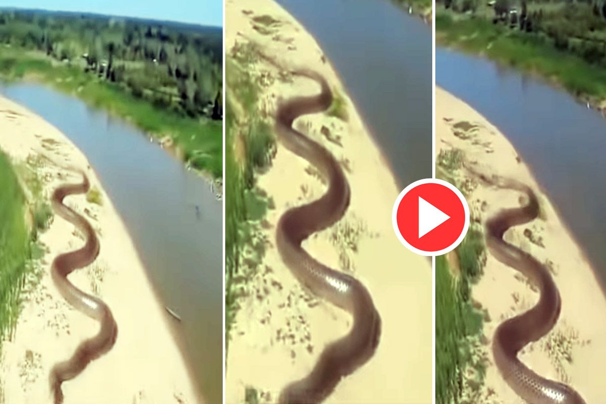 Azgar Ka Video: कभी नहीं देखा होगा इतना विशालकाय अजगर, आंखें फटी रह ...