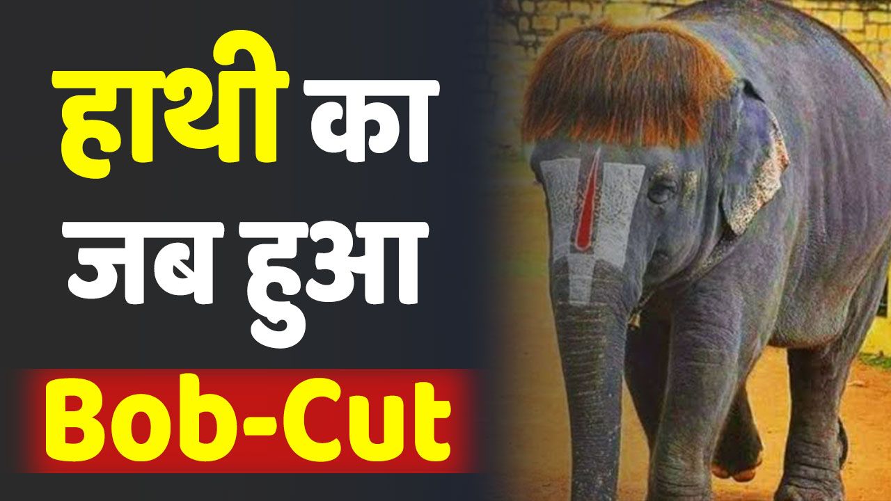 Must Watch: महावत ने हाथी को दिया Bob-Cut, लोगों ने कहा Handsome Boy ...