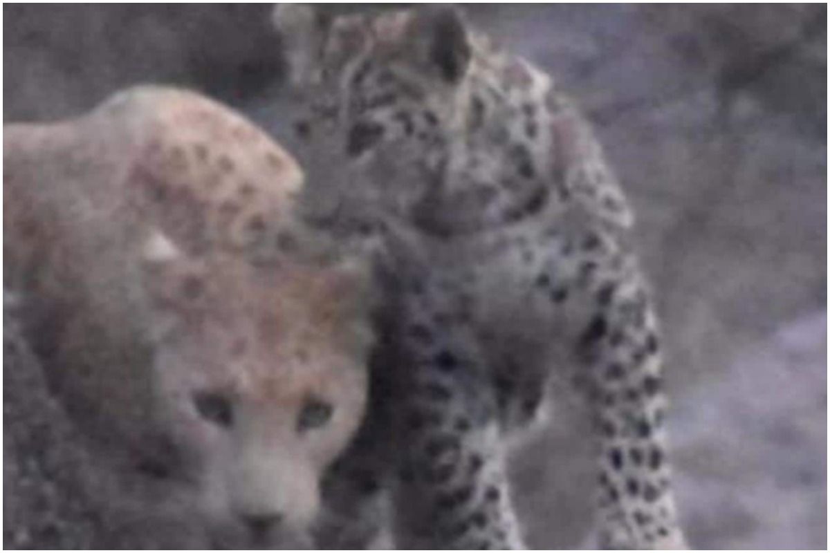Rare Pink Leopard Spotted in Rajasthan's Ranakpur Hills For The First ...