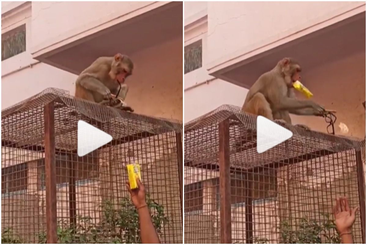 Viral Video: Monkey Runs Away With Specs, Returns Them in Exchange of ...