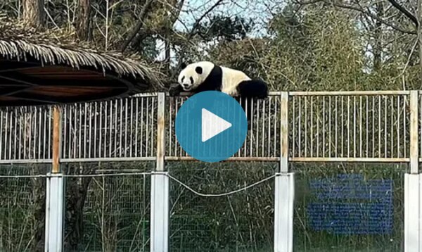 Viral Video: Giant Panda Briefly Escapes From Beijing Zoo, Lured Back ...