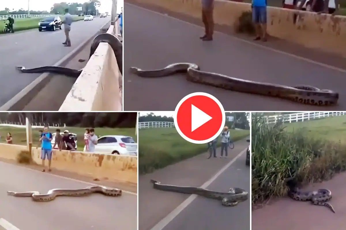 Viral Video: Anaconda Comes Out of Nowhere on Highway, Everybody Stops ...