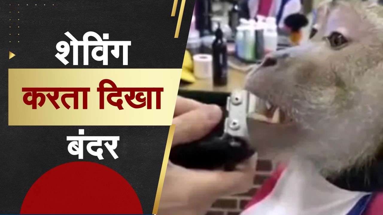 Monkey Shaving: सैलून पहुंचकर बंदर ने करवाई शेव और बन गया हीरो, लोग ...