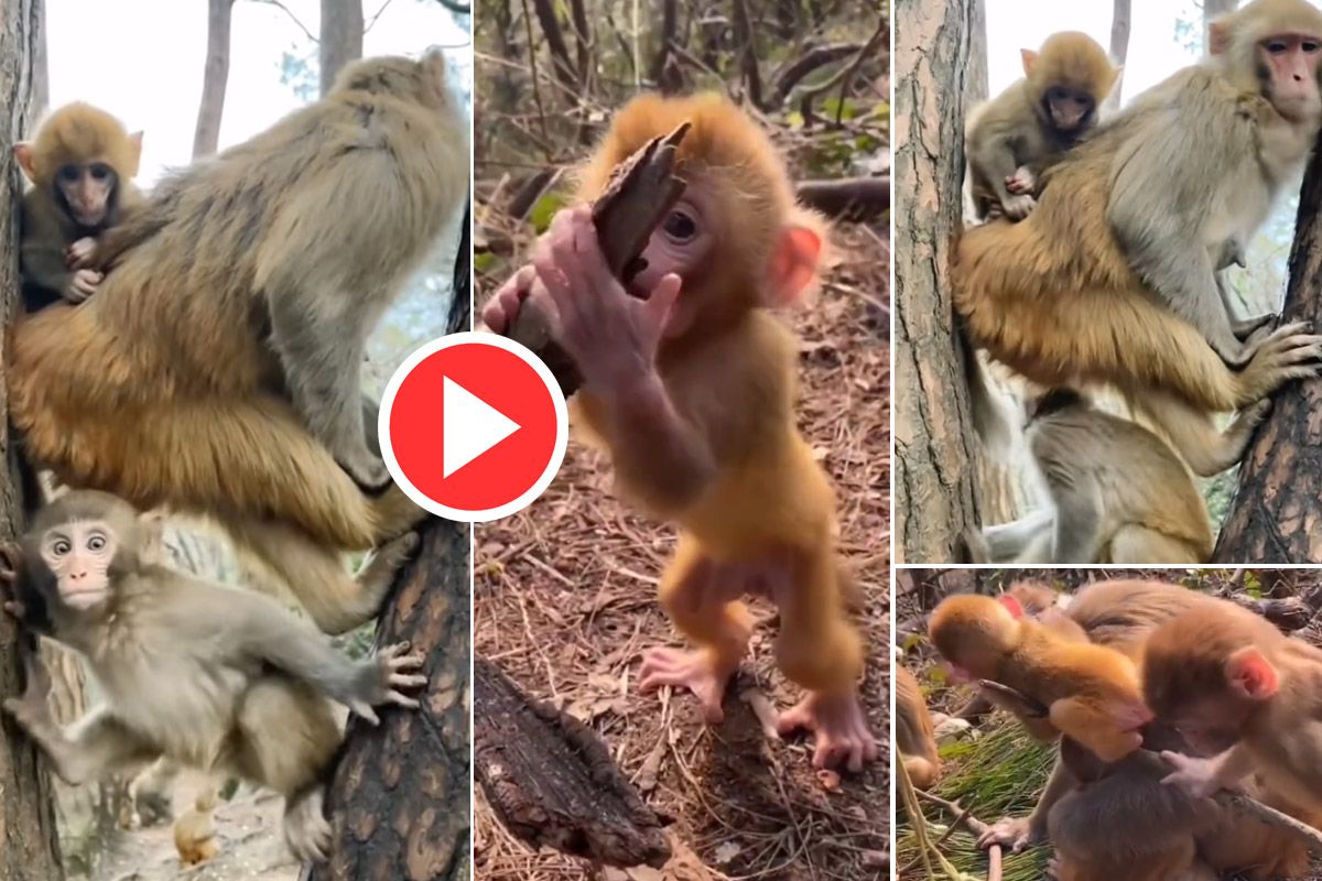 Bandar Ka Video: बंदरिया के सामने ऐसी हरकत करने लगा बंदर, देख लिया तो ...