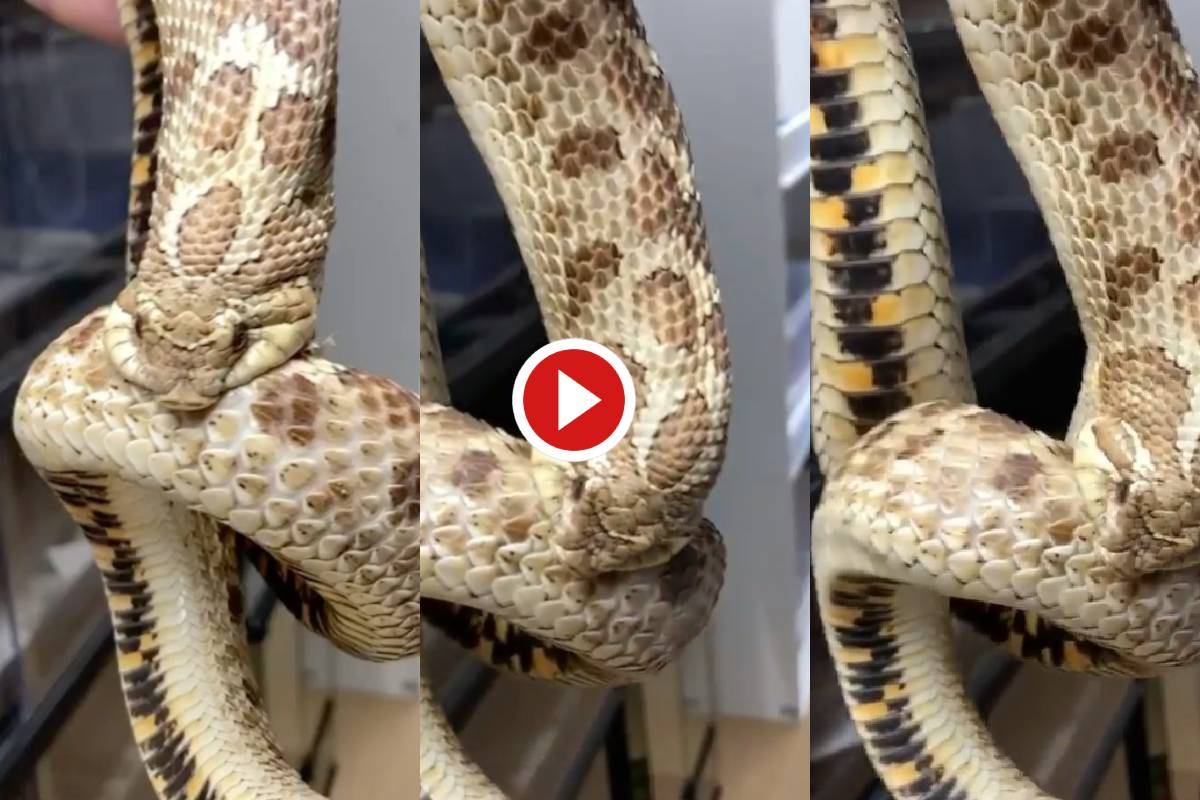 Snake Ka Video: अचानक खुद को ही निगलने लगा खतरनाक सांप, फिर जो हुआ ...