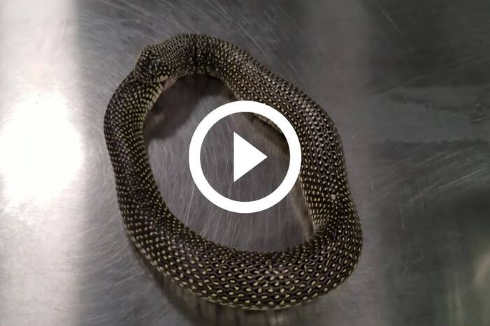 Viral Video Shows Snake Eating Itself. Man Used THIS Trick to Stop It ...