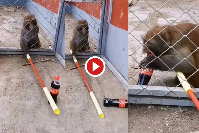 Viral Video: Monkey Uses Intelligent Trick To Steal Coke Then Drinks It ...