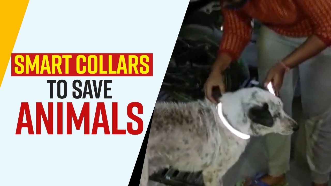 Good News: This is How an NGO is Saving Lives Of Stray Dogs By Tying ...