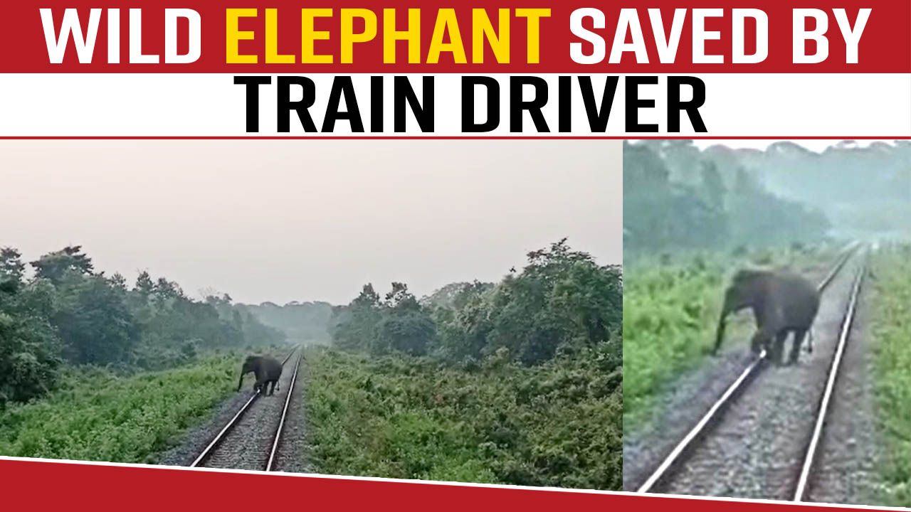 Viral Video: Train Driver Uses Emergency Break To Save An Elephant ...
