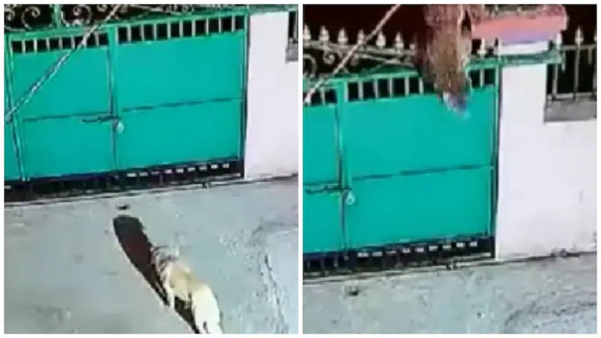 Viral Video: Leopard Enters Home and Attacks Pet Dog. What Happens Next Will Shock You