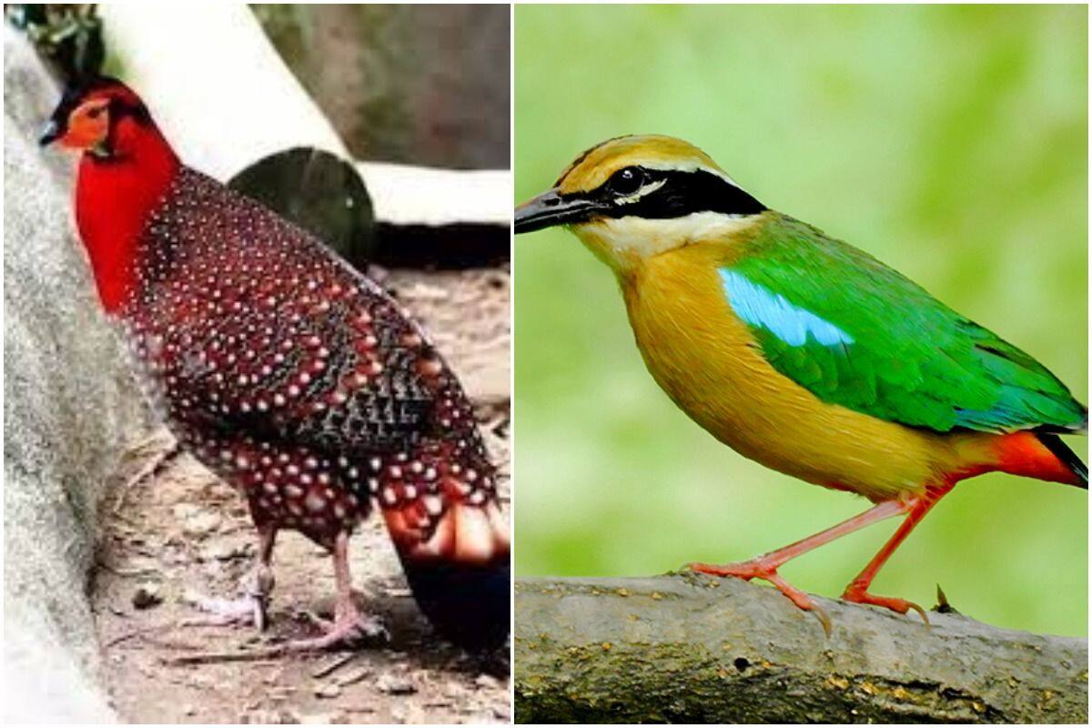Indian Birds With Their Names 10 Awesome Migratory Birds On A Winter