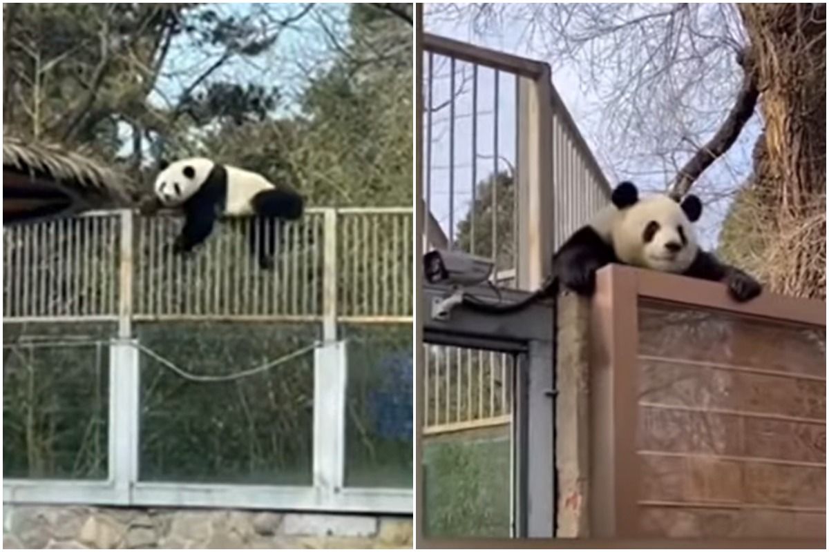 Panda Ka Video: जू से मौका पाकर भागने लगा पांडा, सड़क पर देखने के लिए ...