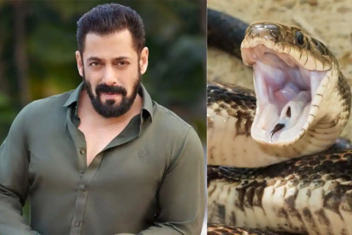 Salman Khan ला चावला साप, बर्थ डेच्या आदल्या दिवशी पनवेलच्या ...