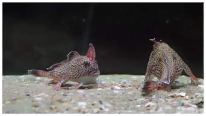 Rare 'Walking Fish' Spotted in Australia After 22 Years