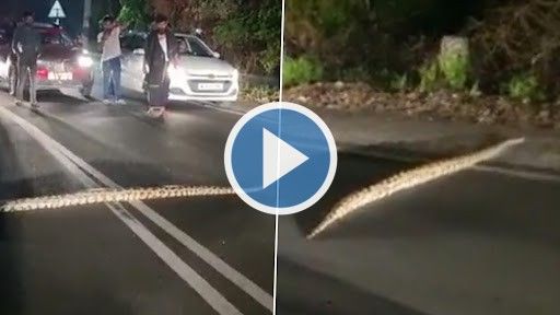 Viral Video: Python Spotted at Kochis Seaport-Airport Road, Traffic ...