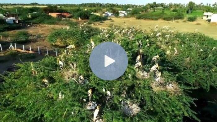 Flock of Migratory Birds Perch Atop Trees at Tamil Nadu Sanctuary ...