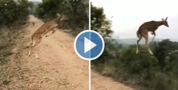 Viral Video: 'Flying' Deer Leaps & Jumps 7 Ft Into The Air, Leaves ...
