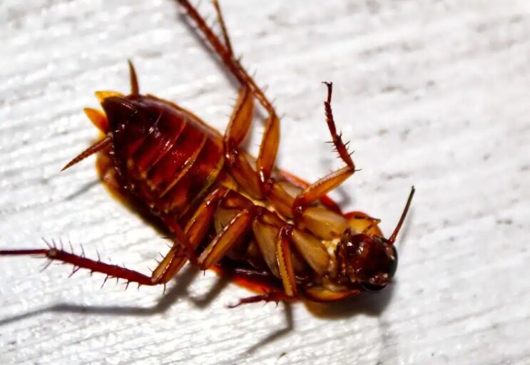 Eww! New Zealand Man Horrified to Find Cockroach Inside His Ear, Had ...