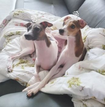 OMG Jungkook Trends After BTS Member Shares An Adorable Picture With ...