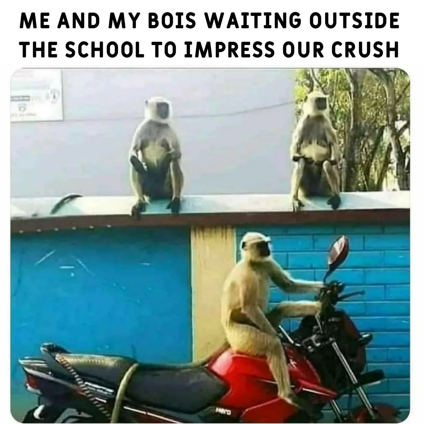 Best Funny Memes 2022: रोते हुए इंसान को भी हंसा देंगे ये दस मीम्स, देखिए