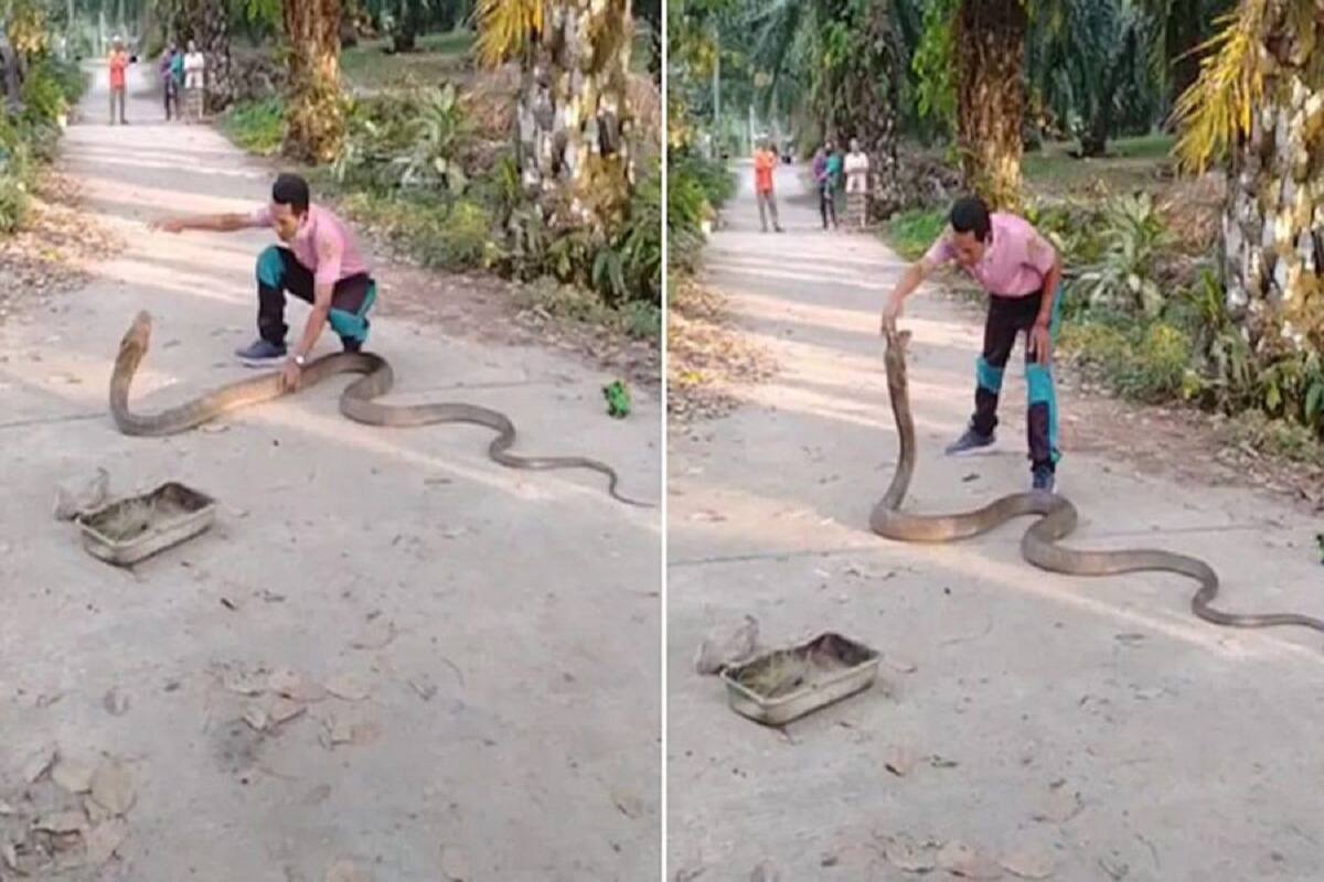 King Cobra Attack Man