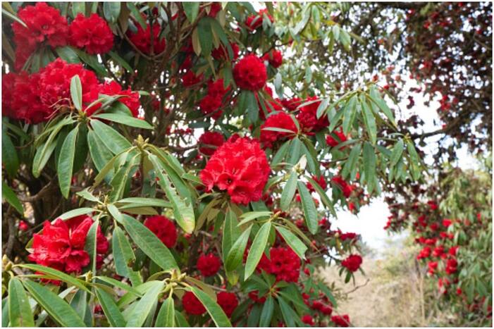 What is Himalayan Red Buransh Flower And How Can it be Useful Against ...