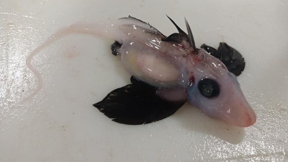 Extremely Rare Find: Newly Born 'Ghost Shark' Baby Discovered by ...