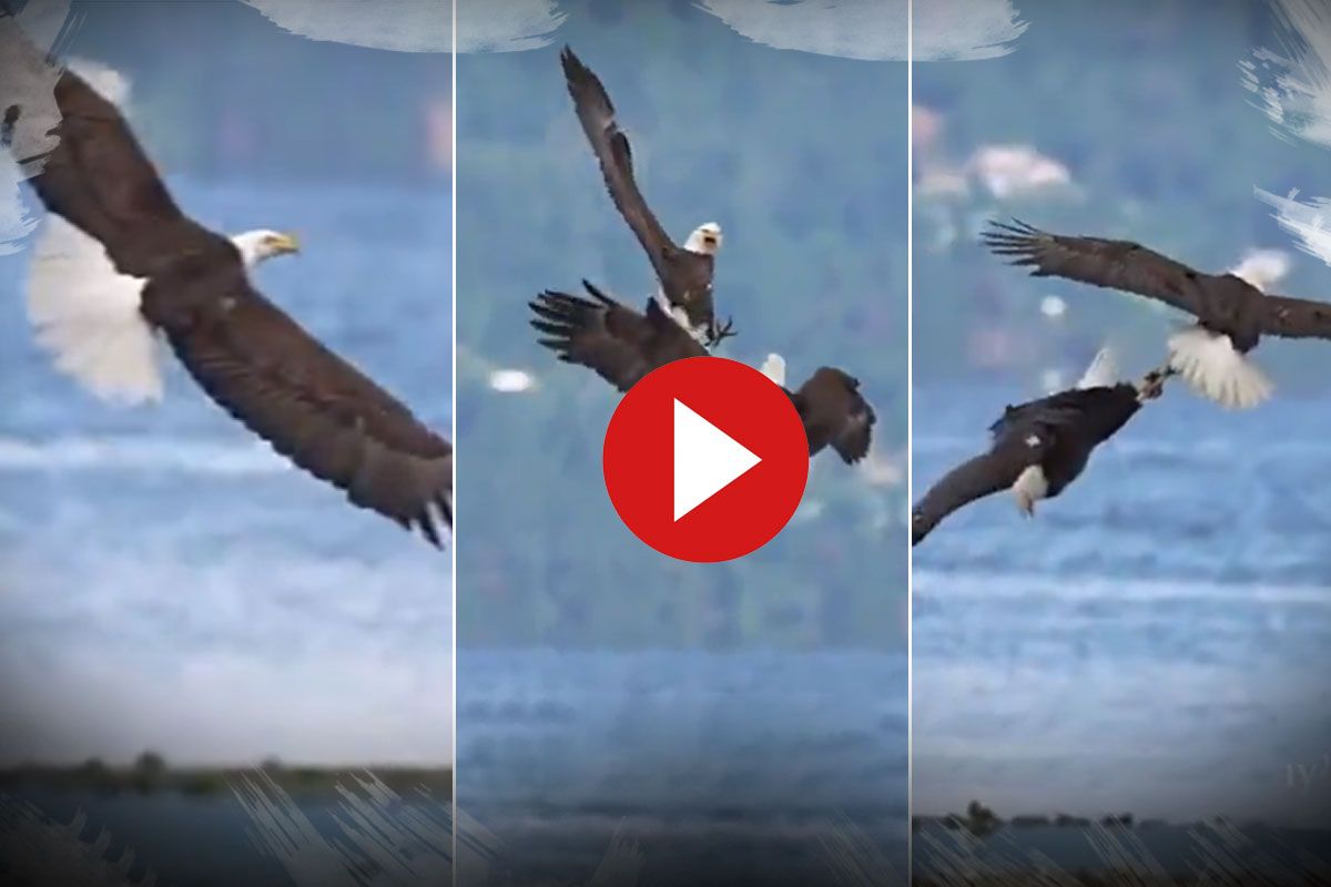 Eagle Love Video: जब आसमान में एक-दूसरे को प्रेम करने लगा ईगल का जोड़ा ...