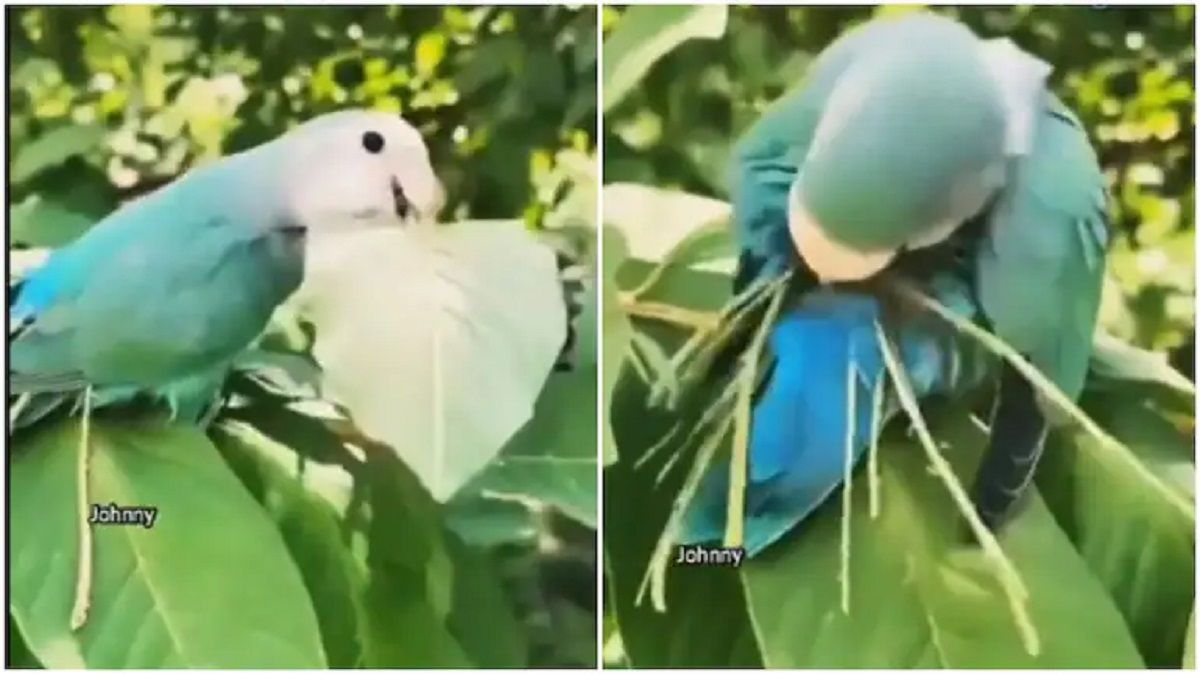 Viral Video: Bird Mesmerises Netizens By Making Nest With Leaves and ...