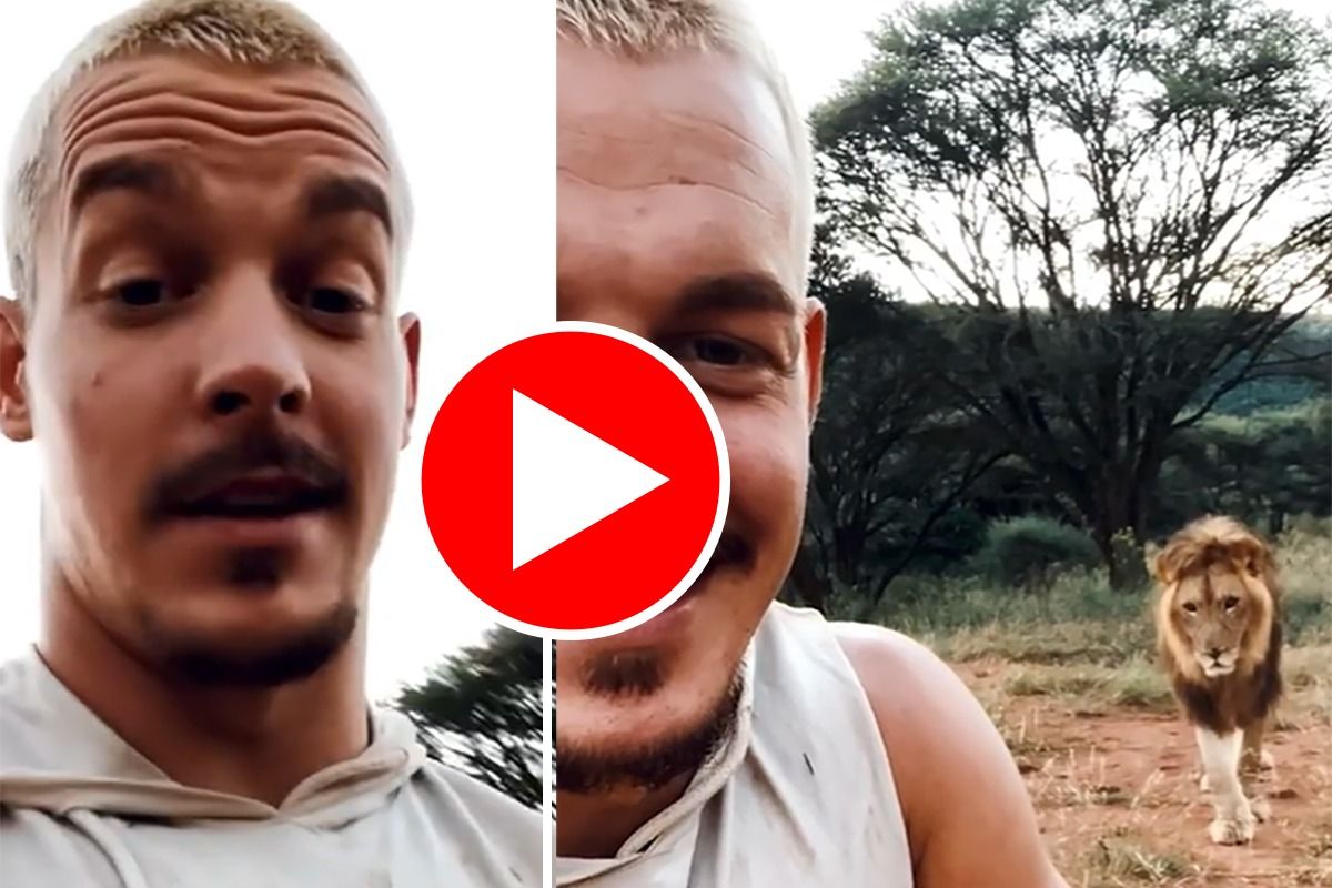 Sher Ka Video: वीडियो कॉल कर रहा था शख्स तभी धीरे-धीरे पास पहुंच गया ...