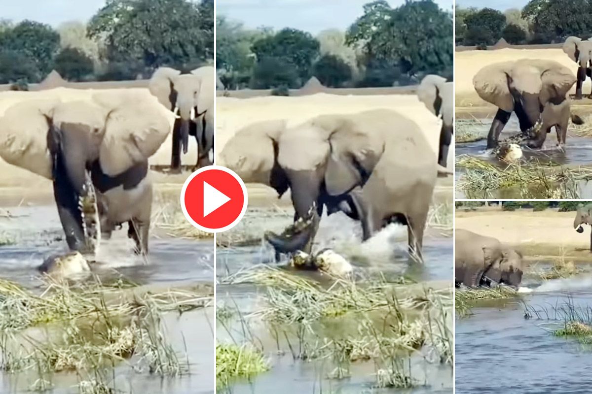 Hathi Aur Magarmach Ki Ladai: पानी पी रहे हाथी का मगरमच्छ ने पकड़ लिया सूंड, फिर जो उसका हाल हुआ ...