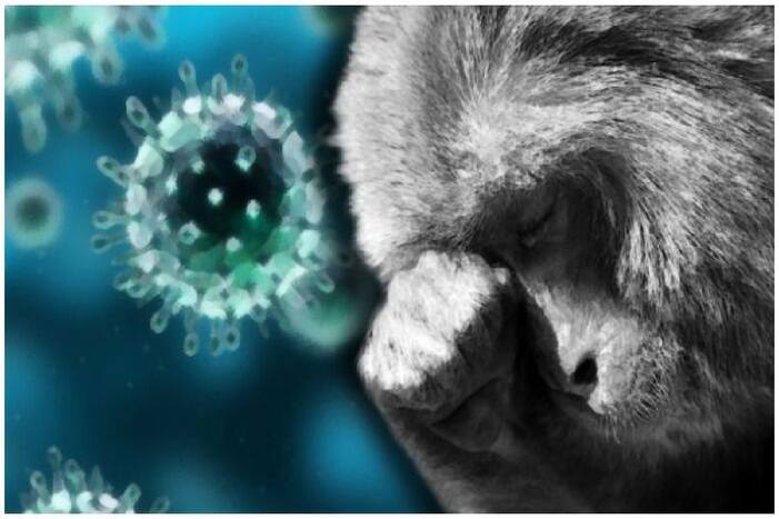 Kerala Reports Year’s First Case of Monkey Fever, Patient Admitted to ...