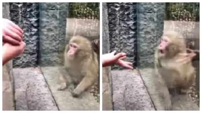 Viral Video: Zoo Visitor Shows Monkey a Magic Trick, His Reaction is ...