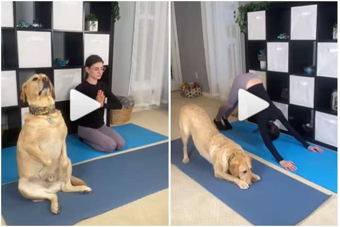 This Viral Video of A Dog Doing Yoga With Its Owner is An Absolute ...